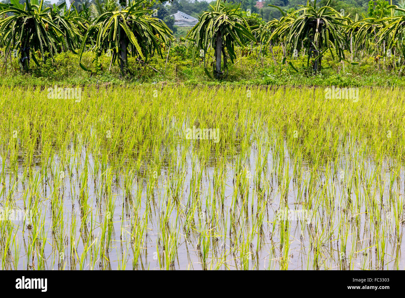 Rice paddy in a village nearby volcano Merapi. Java, Indonesia Stock ...