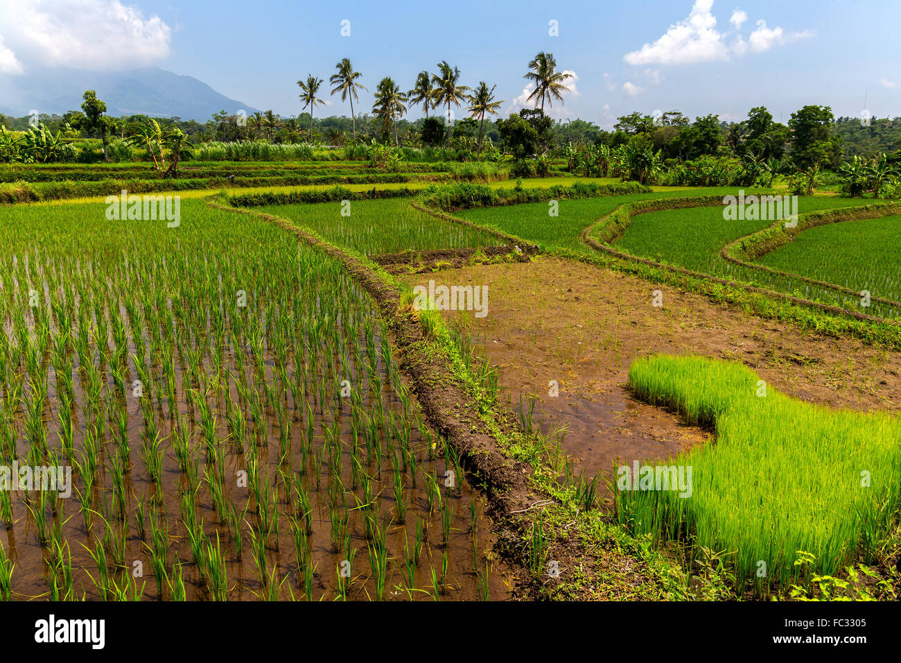 Rice paddy in a village nearby volcano Merapi. Java, Indonesia Stock ...