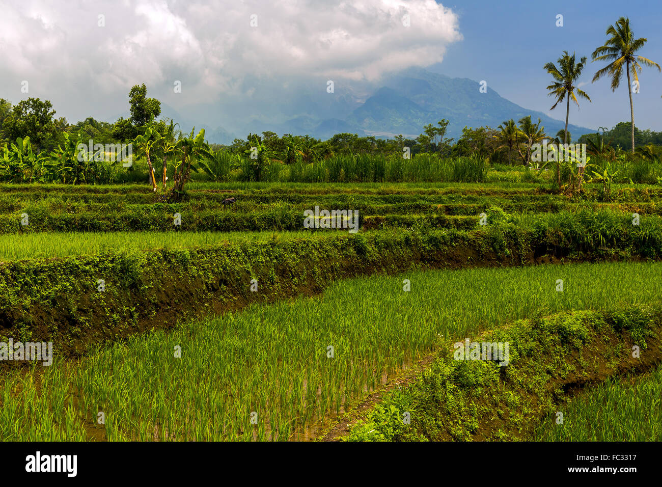 Rice paddy in a village nearby volcano Merapi. Java, Indonesia Stock ...