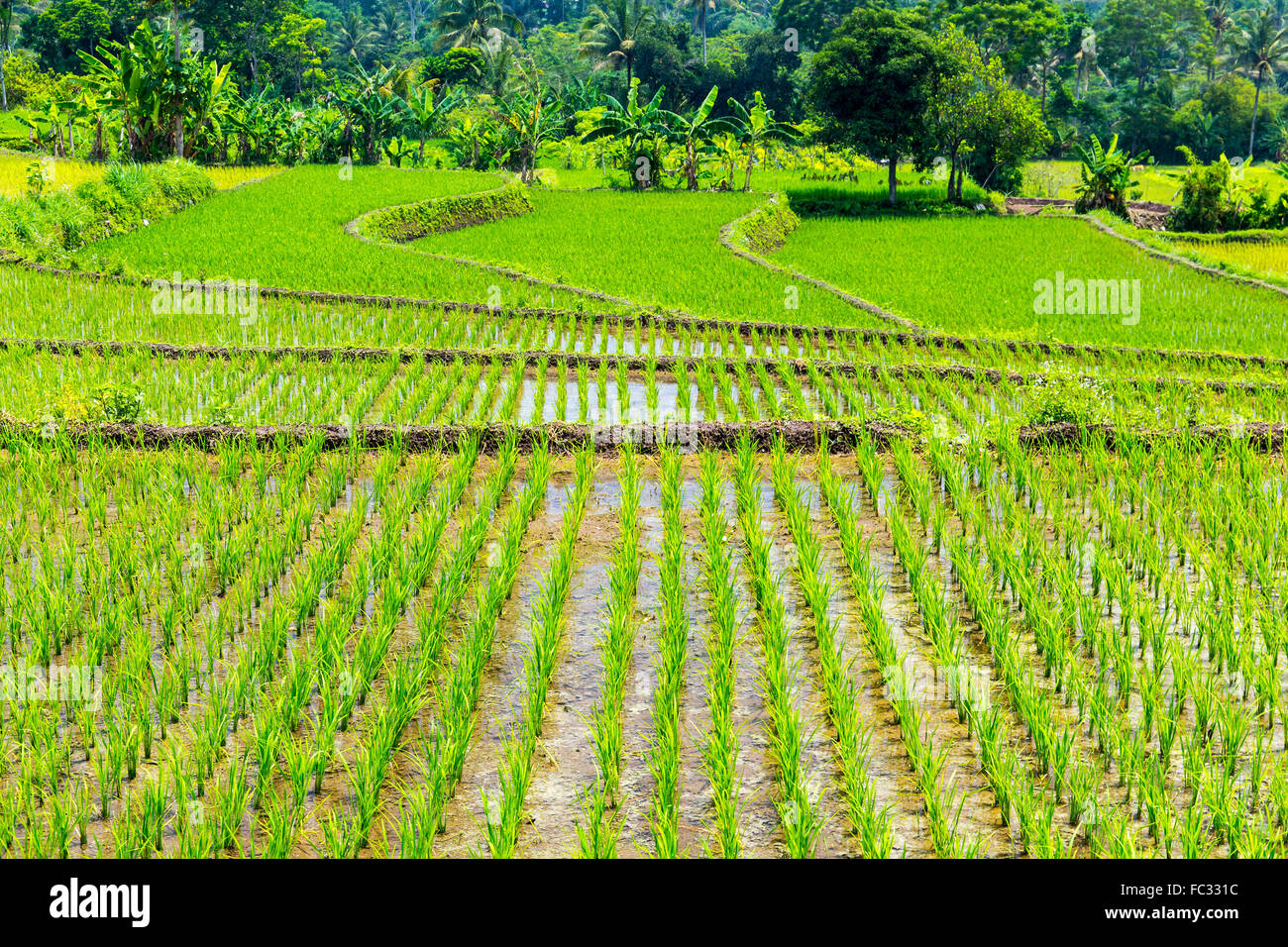 Rice paddy in a village nearby volcano Merapi. Java, Indonesia Stock ...
