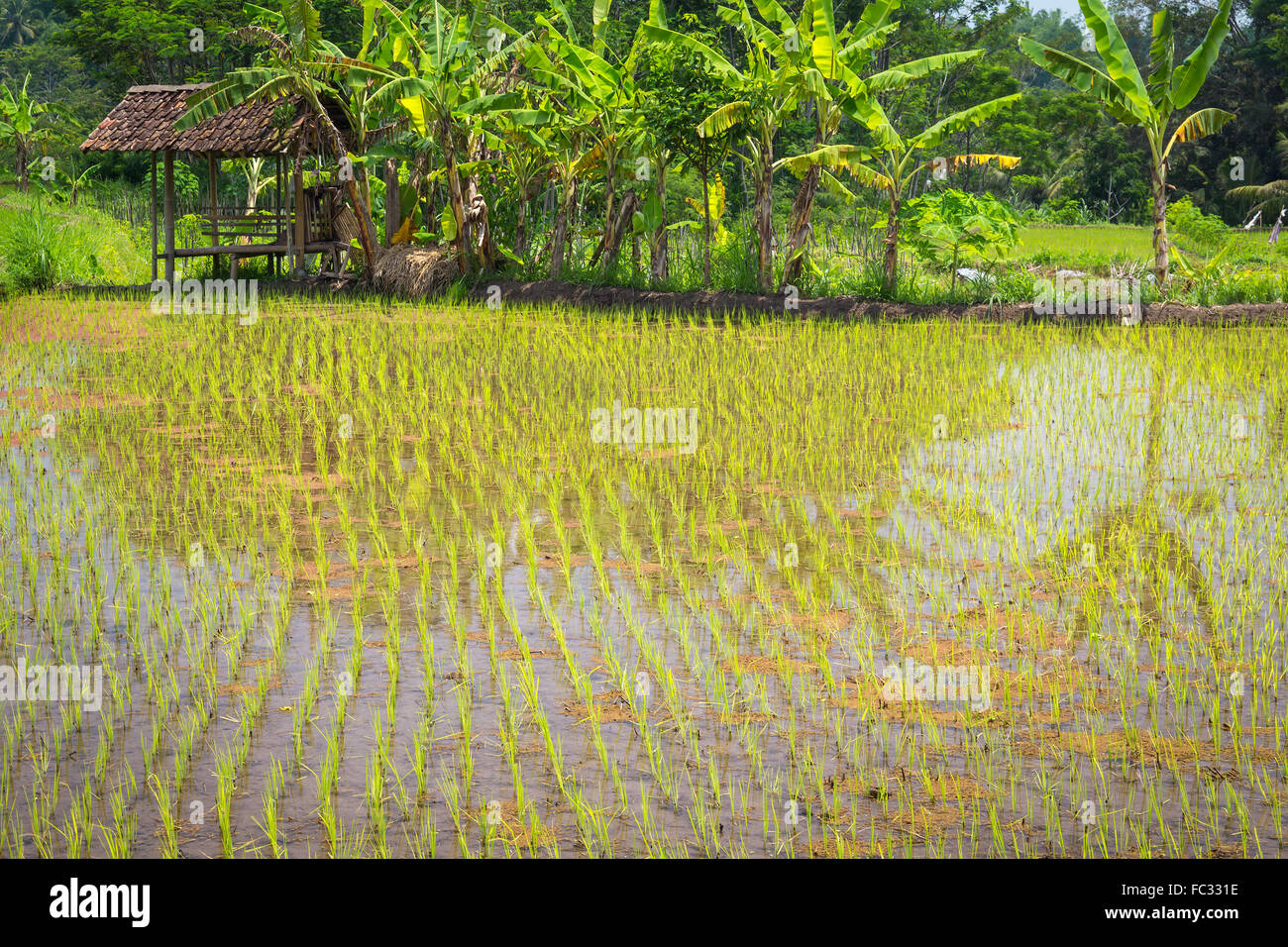 Rice paddy in a village nearby volcano Merapi. Java, Indonesia Stock ...