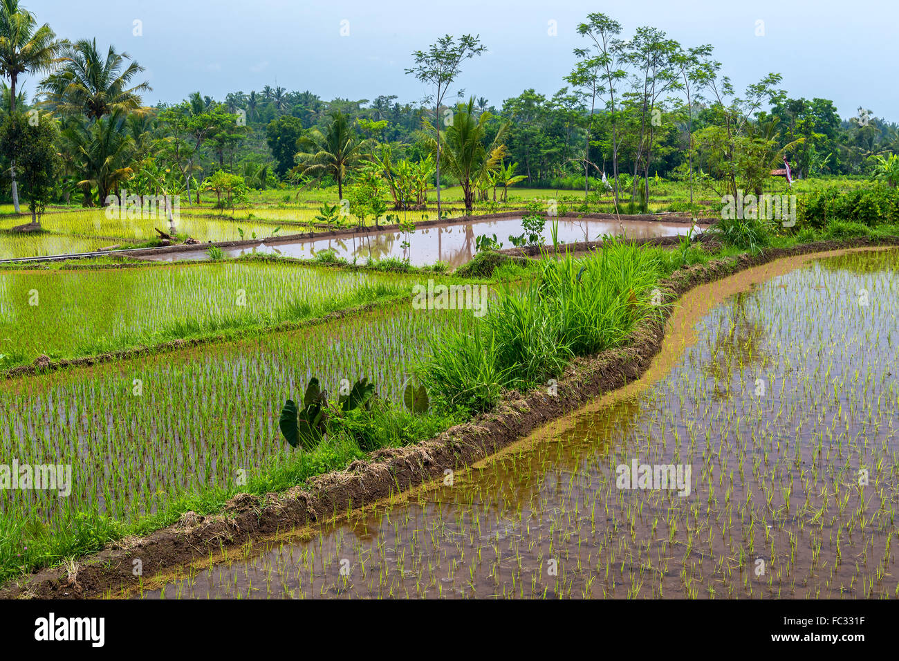 Rice paddy in a village nearby volcano Merapi. Java, Indonesia Stock ...