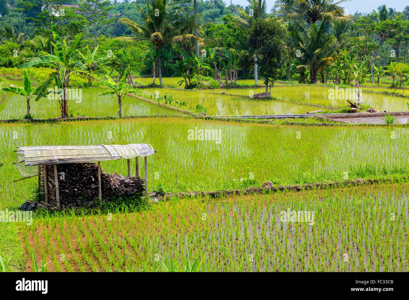Rice paddy in a village nearby volcano Merapi. Java, Indonesia Stock ...