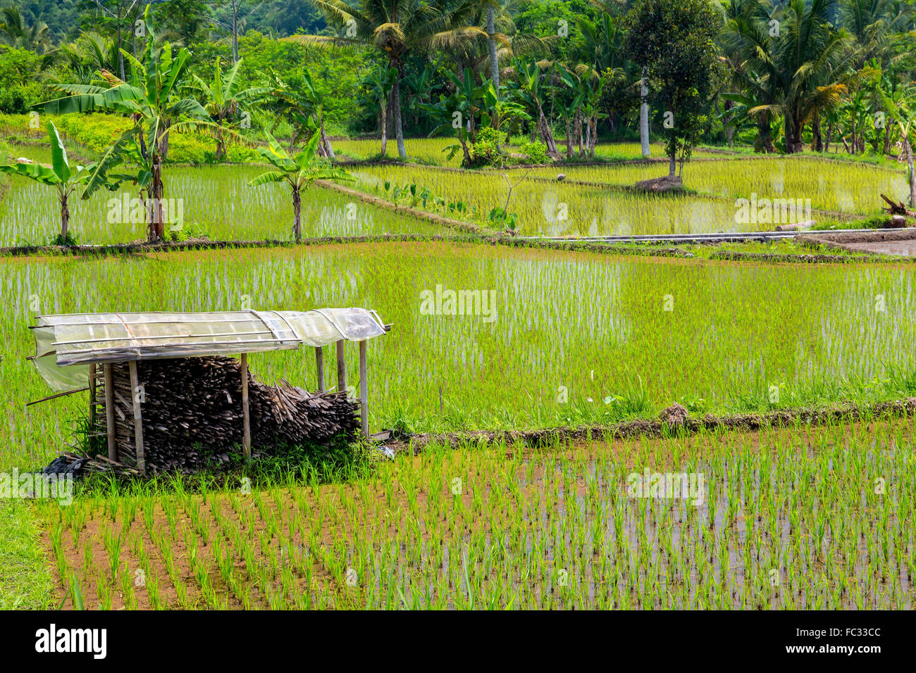 Paddy crop hi-res stock photography and images - Alamy