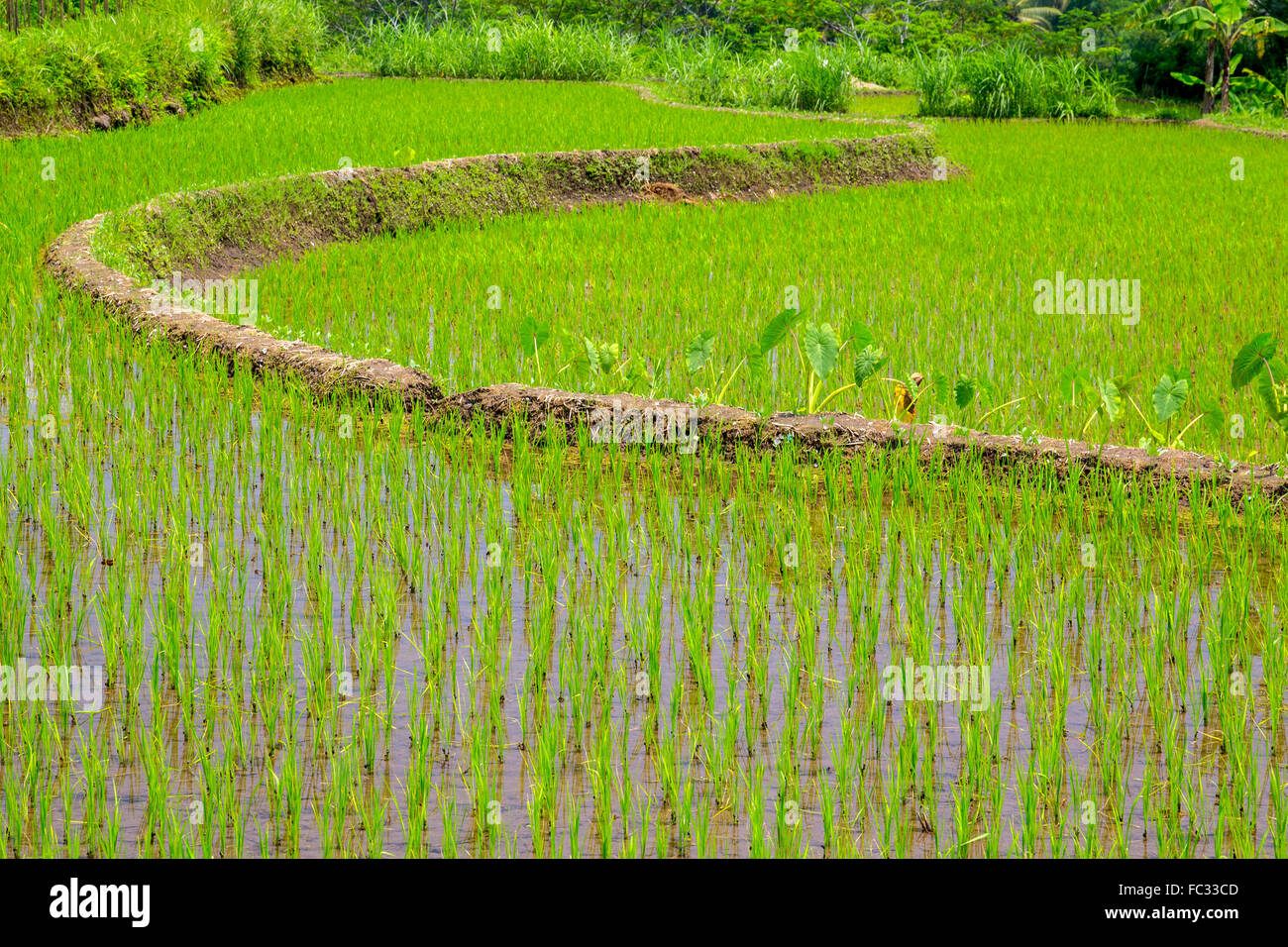 Rice paddy in a village nearby volcano Merapi. Java, Indonesia Stock ...