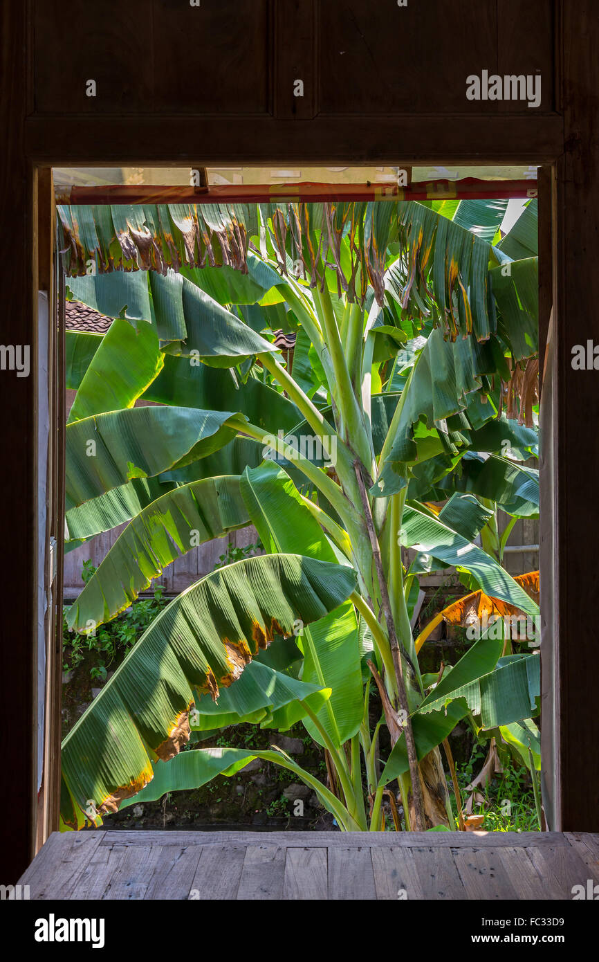 Banana plants garden hi-res stock photography and images - Alamy