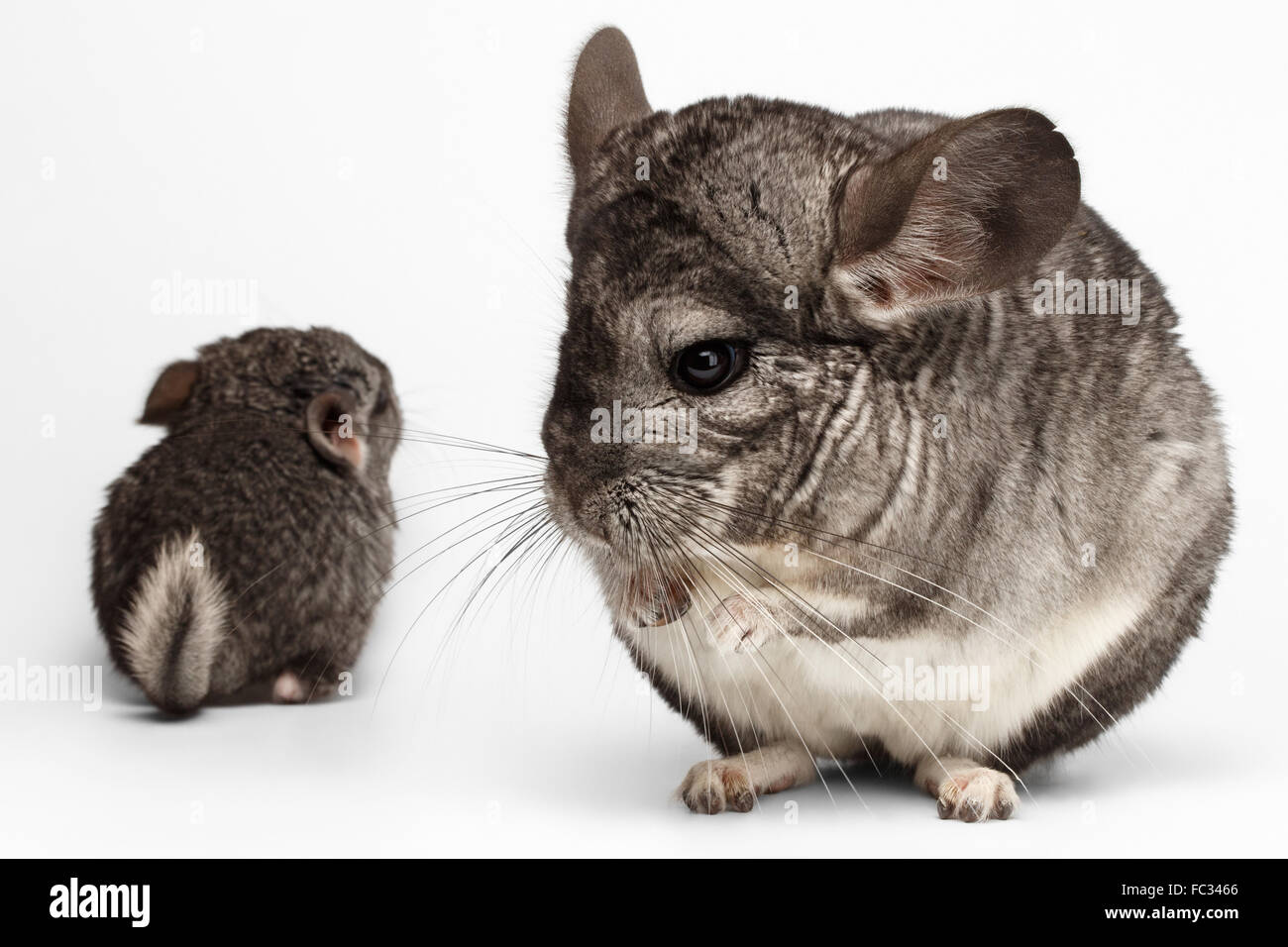 Closeup Mama and Baby Chinchilla in Front View on white Stock Photo - Alamy