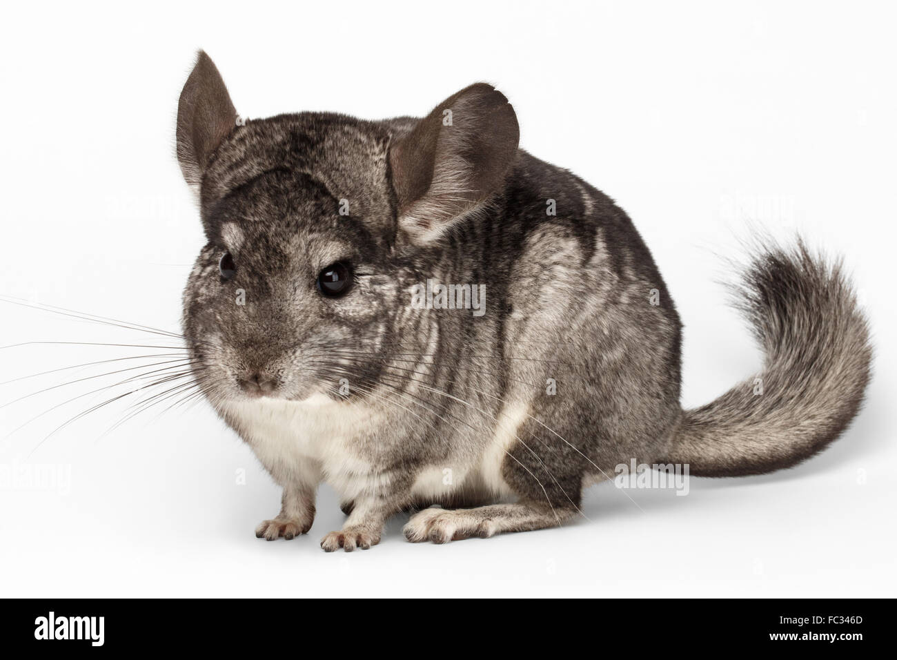 Closeup Chinchilla in Front View on white Stock Photo - Alamy