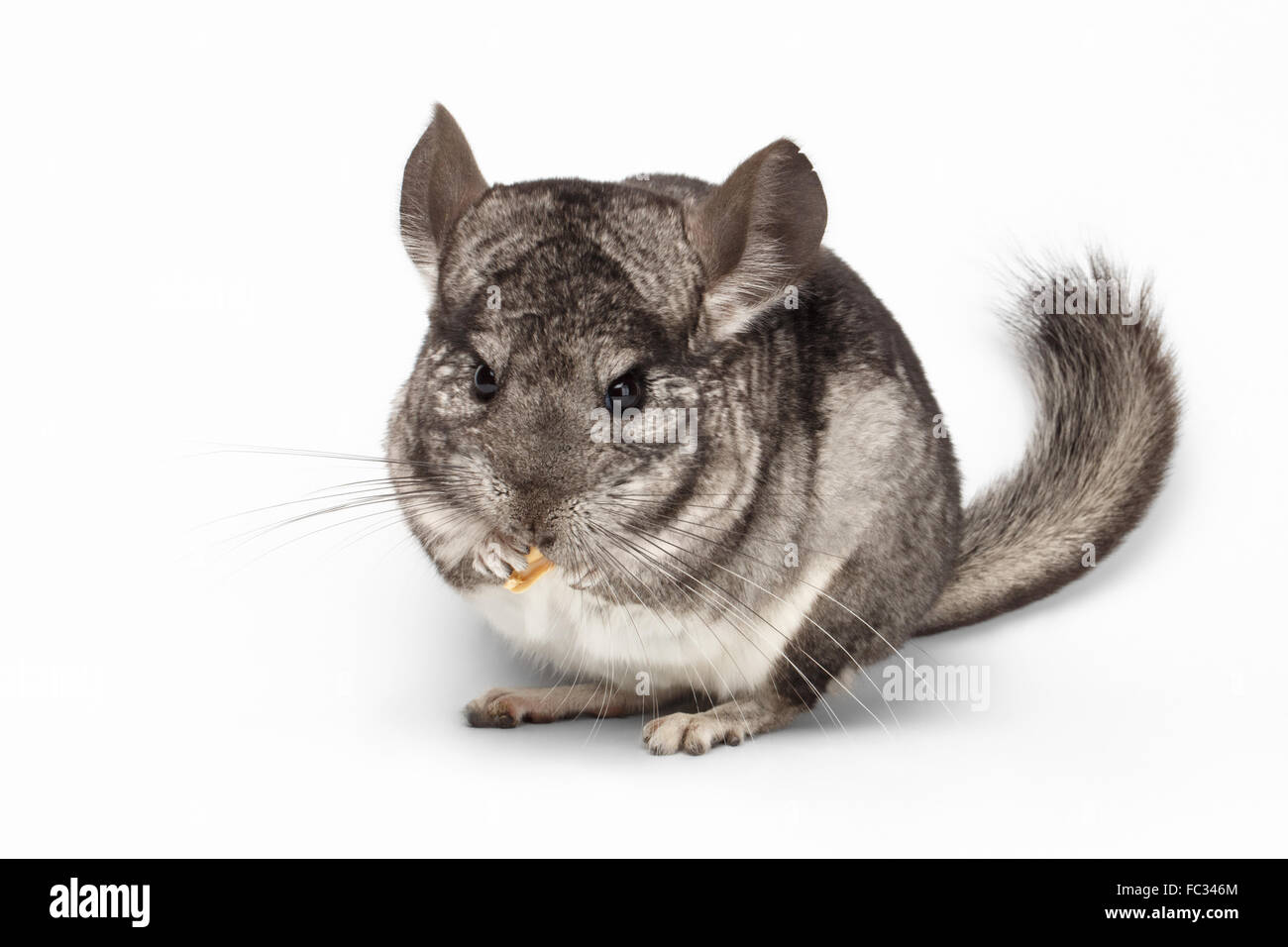 Animal eating peanuts hi-res stock photography and images - Alamy