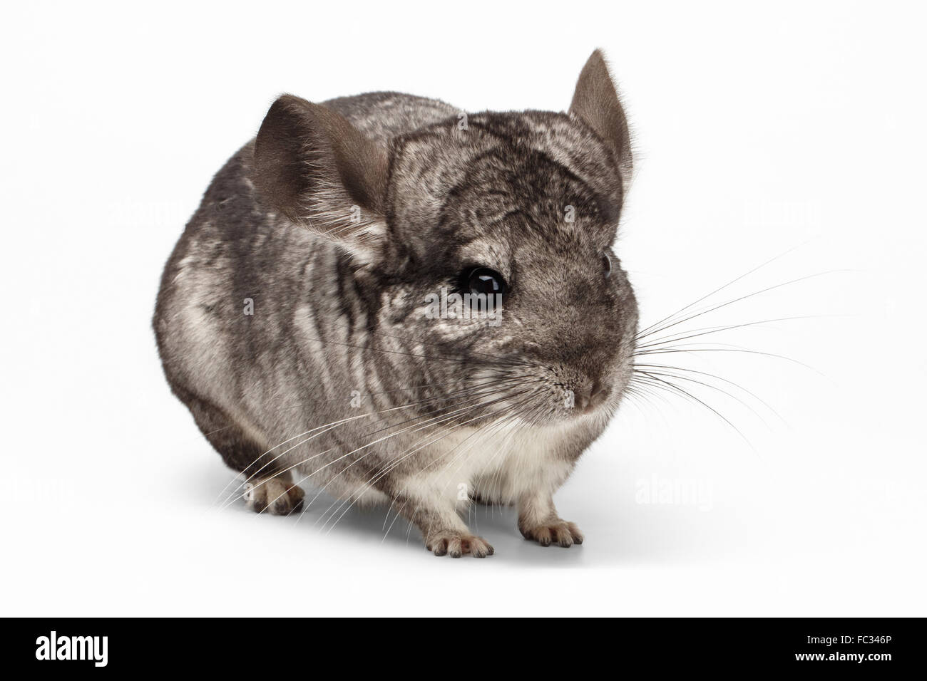 Closeup Chinchilla in Profile View on white Stock Photo - Alamy