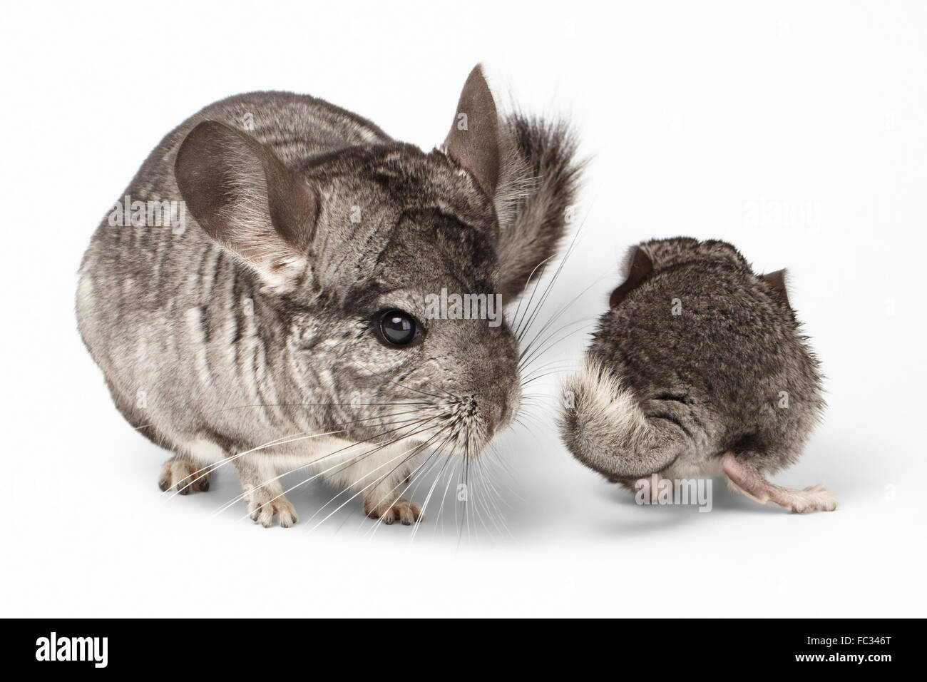Big and Little Chinchilla on white Stock Photo - Alamy