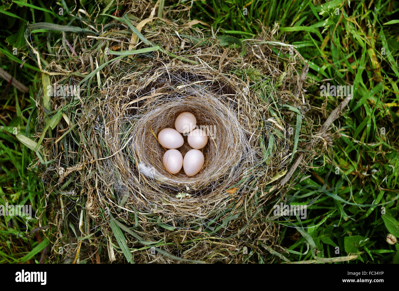 Nest of a black redstart Stock Photo - Alamy