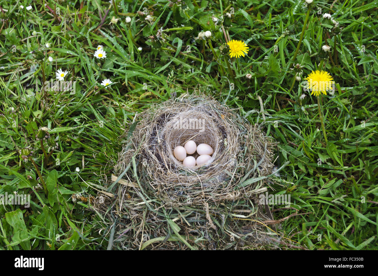 Nesting redstart hi-res stock photography and images - Alamy
