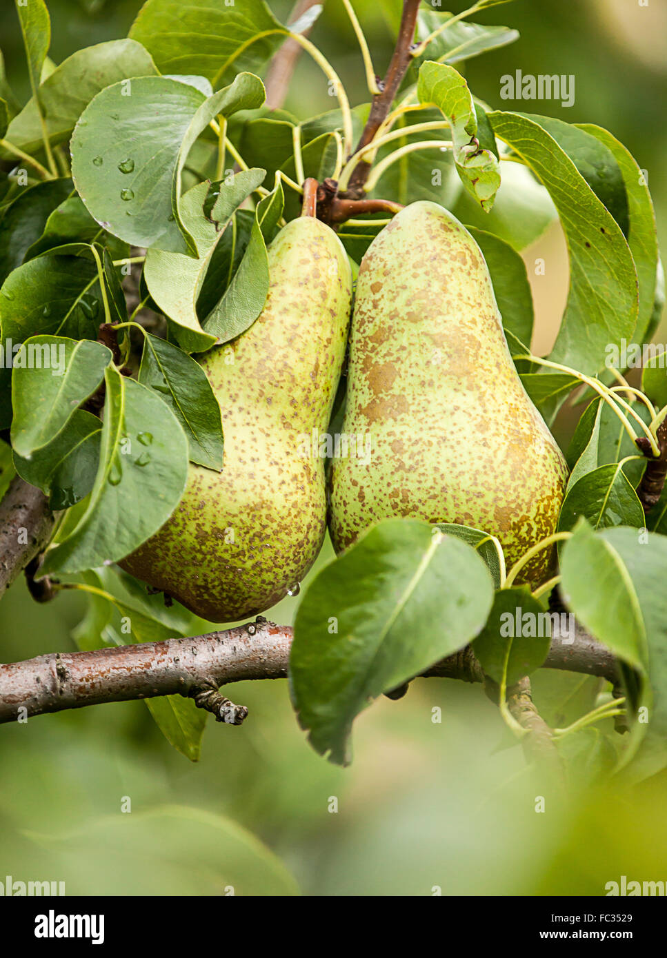 Pear Conference (Pyrus communis Stock Photo - Alamy