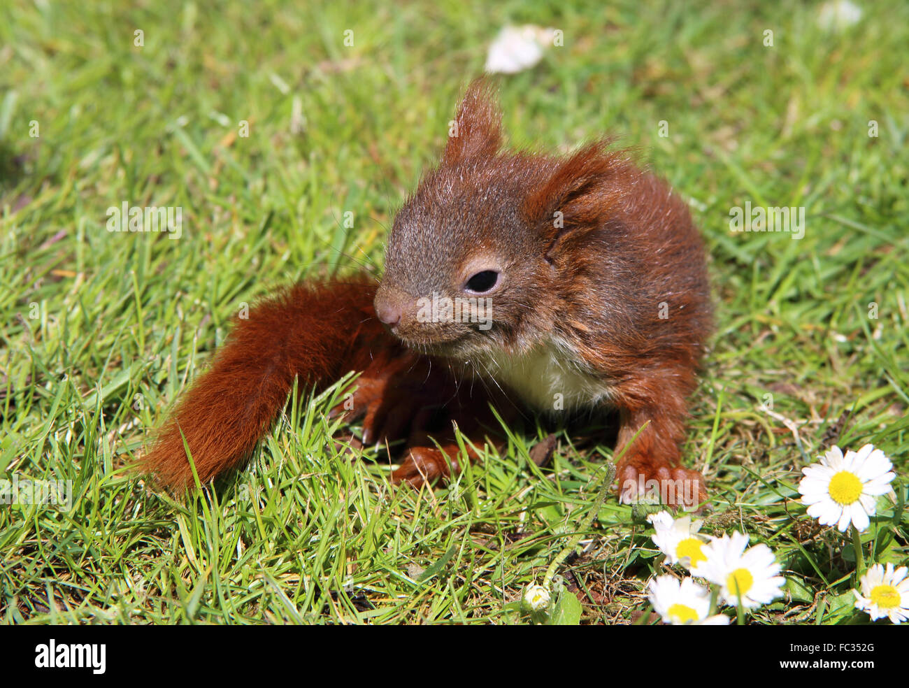Little red squirrel hi-res stock photography and images - Alamy