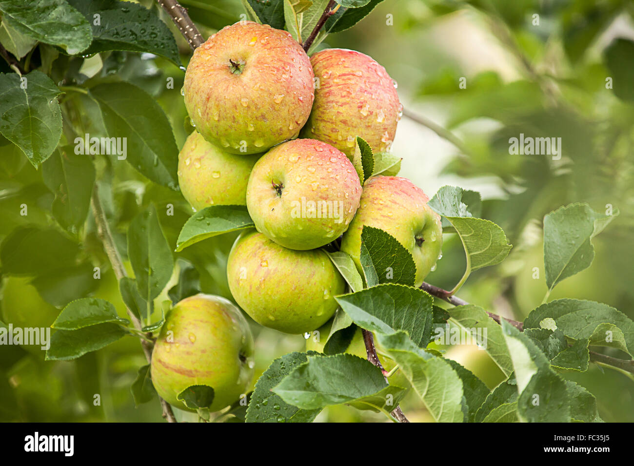 Apple (Malus domestica Stock Photo - Alamy