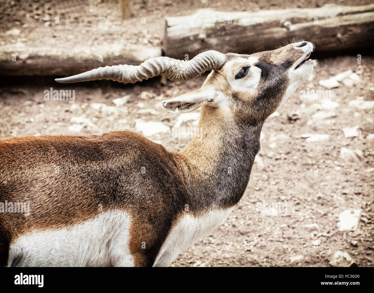 Species of deer native to india hi-res stock photography and images - Alamy