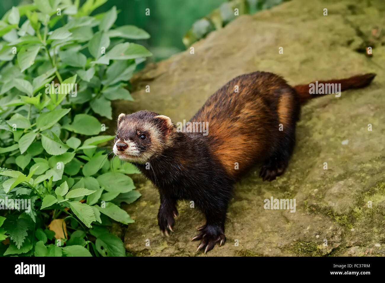 Polecat animal hi-res stock photography and images - Alamy
