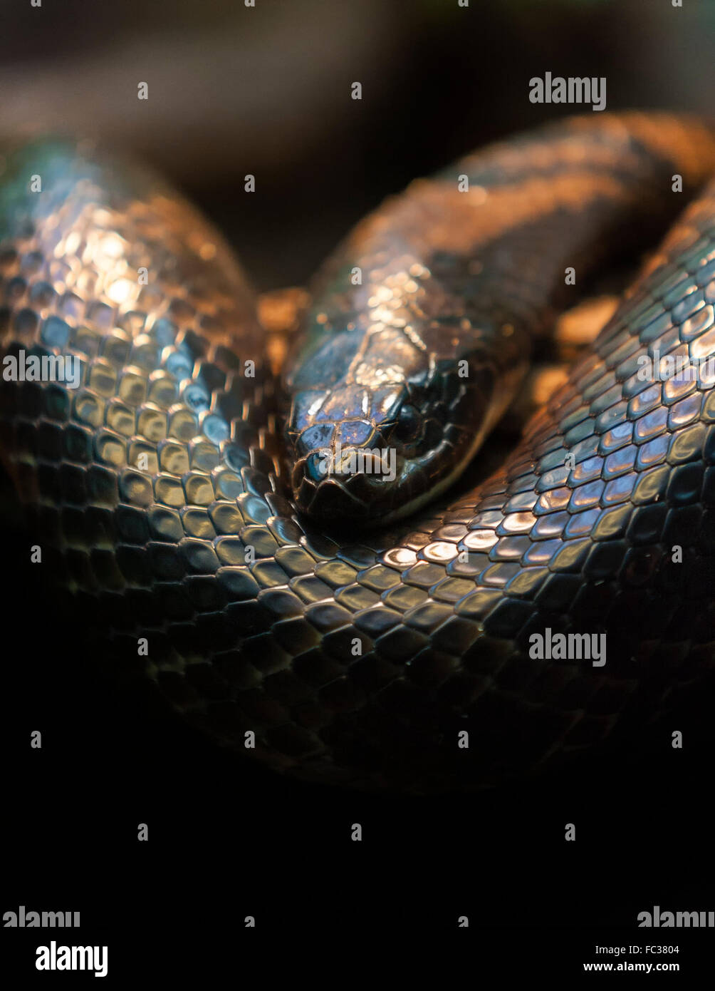 Scary looking snake rolled up on a dark background Model Release: No ...