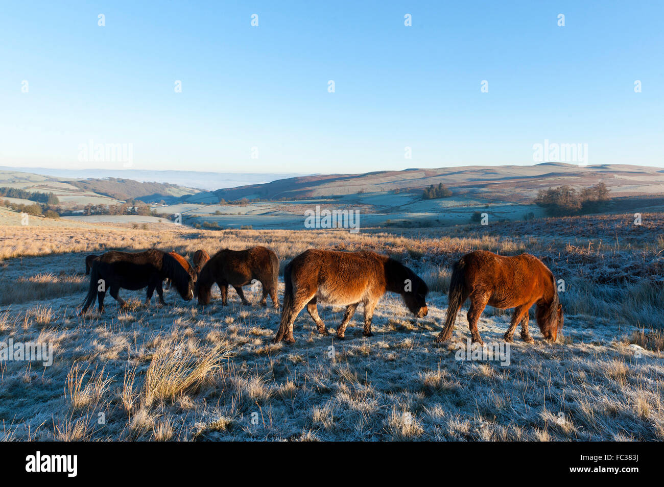 Builth Wells, Powys, Wales, UK. 20th January, 2016. Welsh ponies are ...