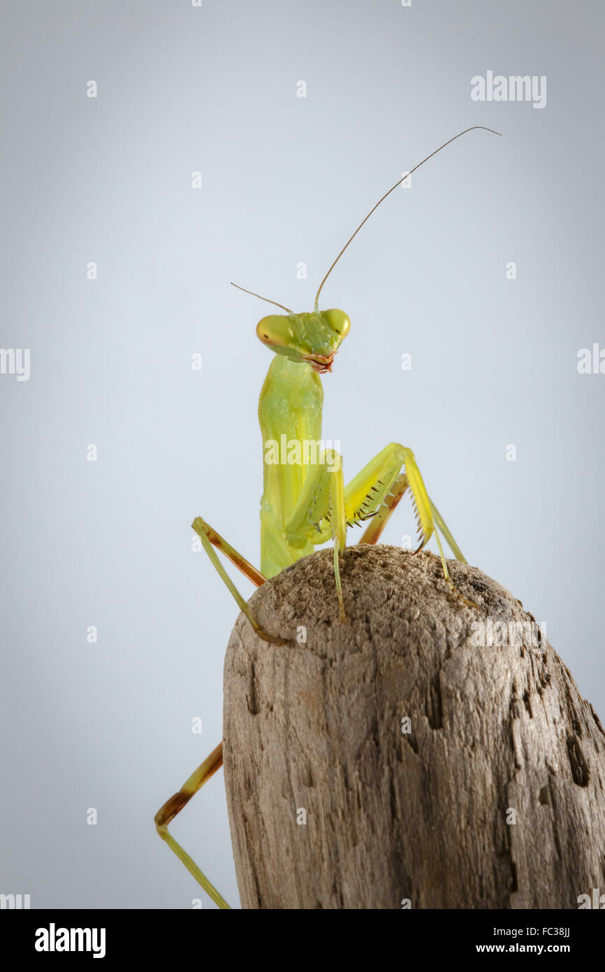 Mantis stick hi-res stock photography and images - Alamy