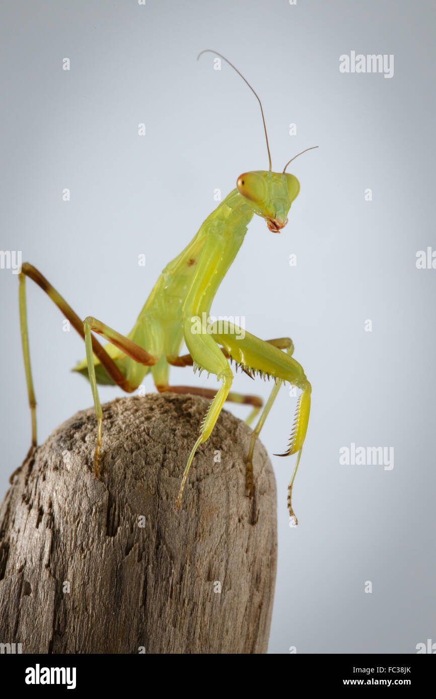 Mantis stick hi-res stock photography and images - Alamy