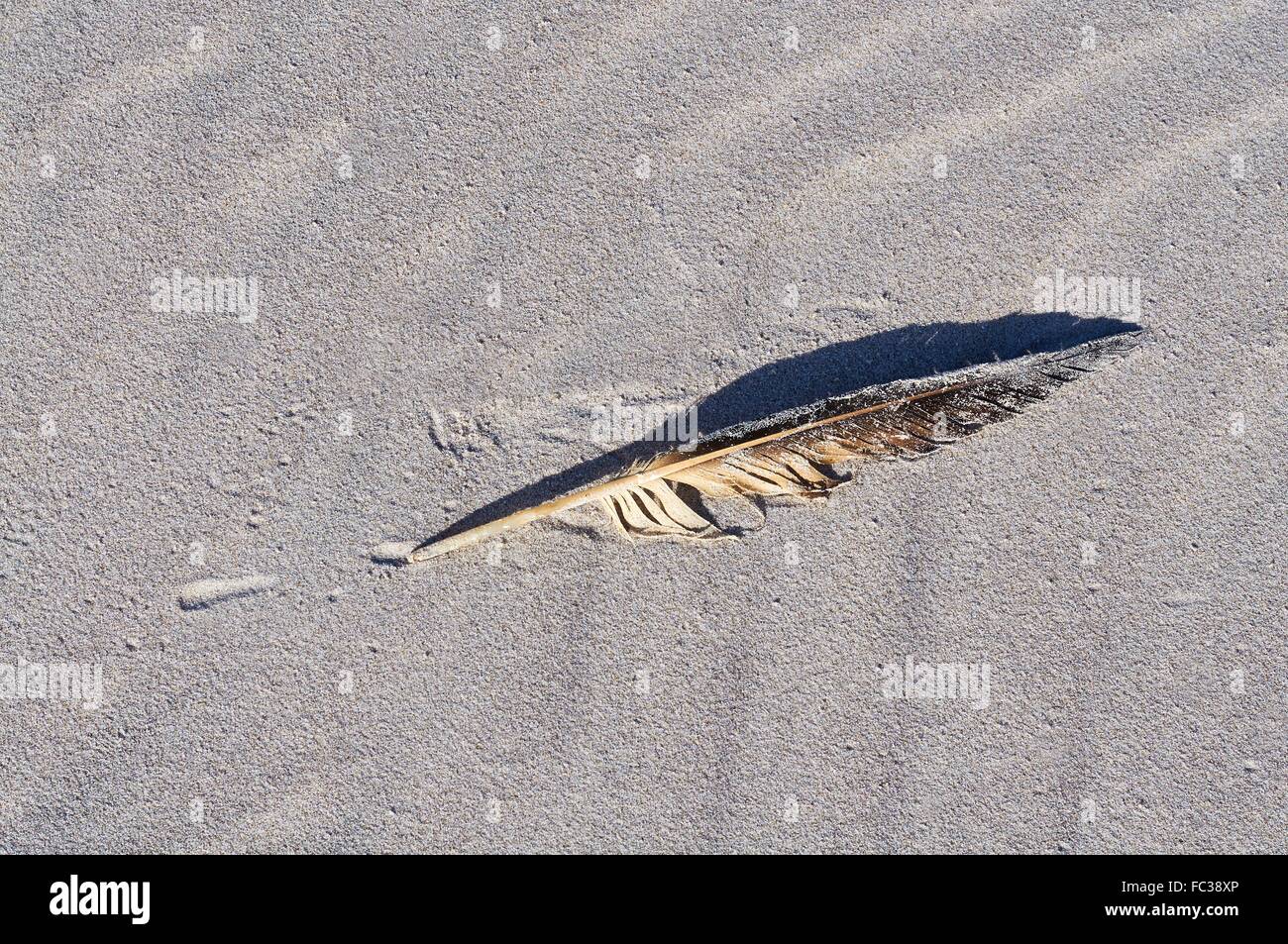 Feather in the Sand Stock Photo - Alamy