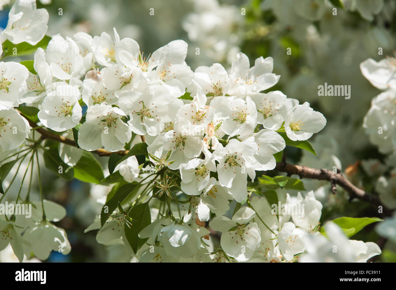 Apple flower hi-res stock photography and images - Alamy