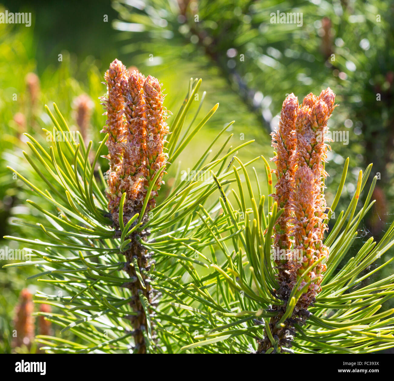young sprout pine. two Stock Photo - Alamy