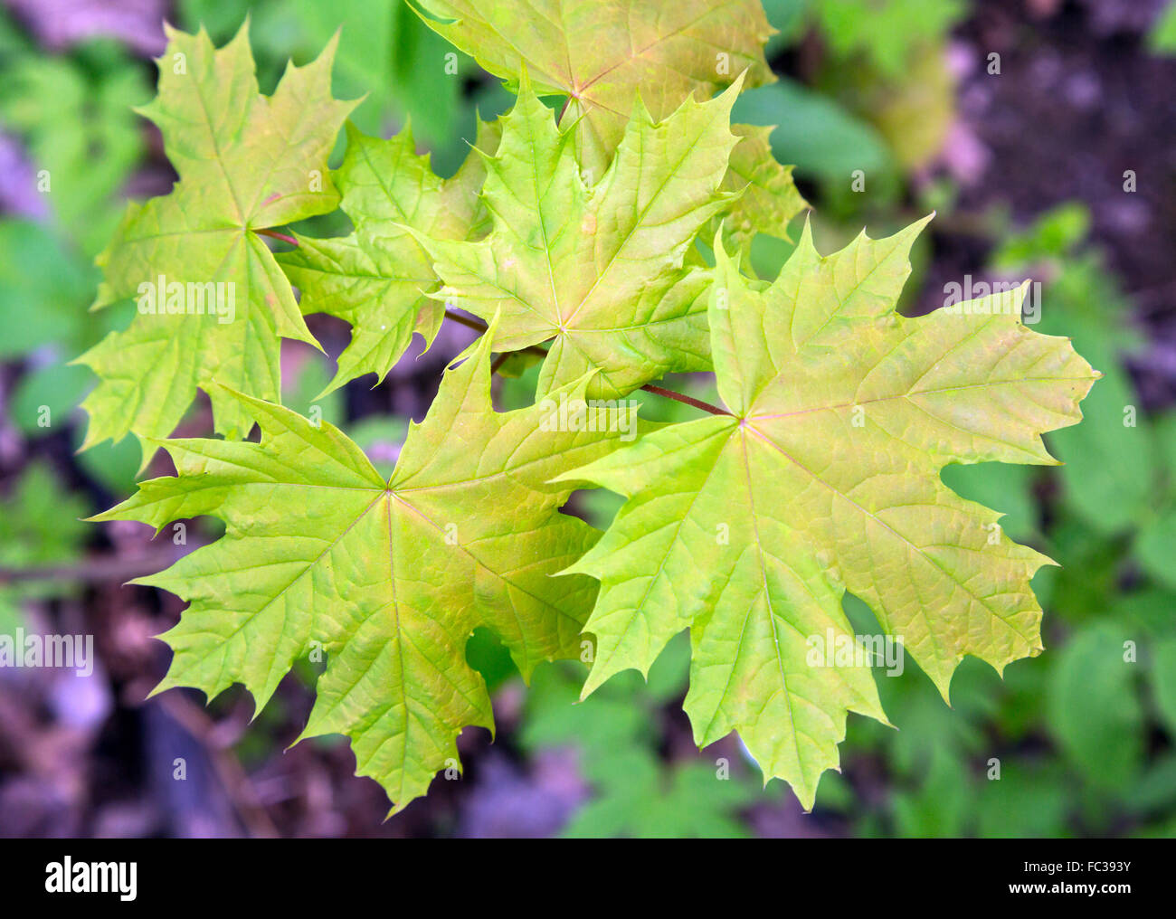 New maple leaves Stock Photo - Alamy