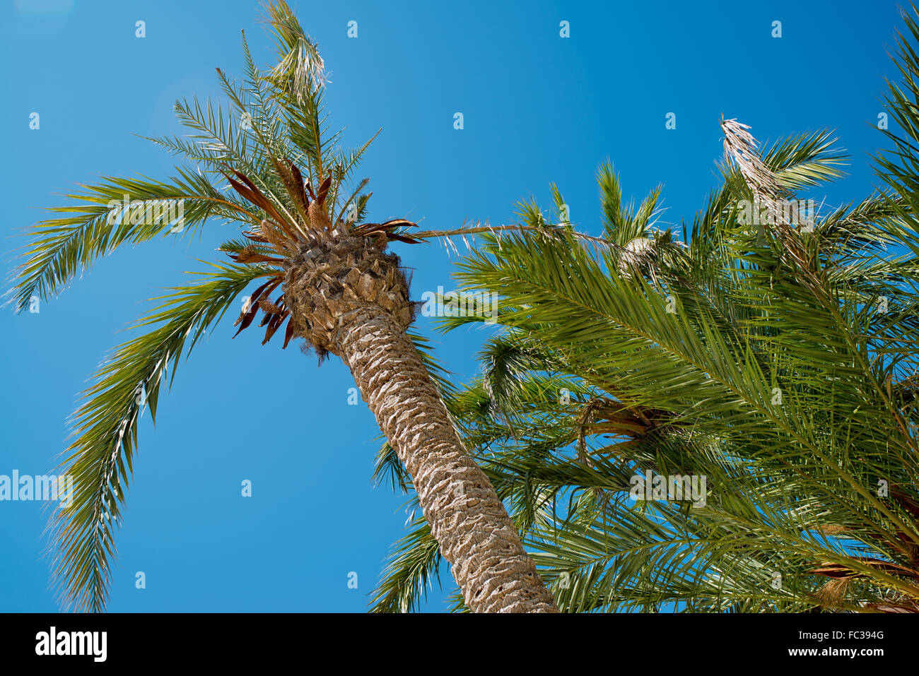 Beautiful lush palm Stock Photo - Alamy