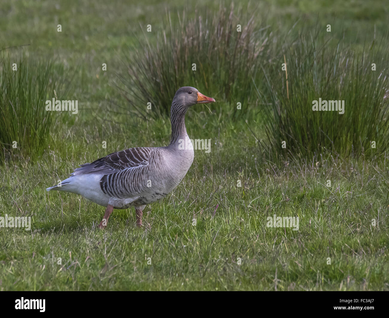 Grey goose island hi-res stock photography and images - Alamy