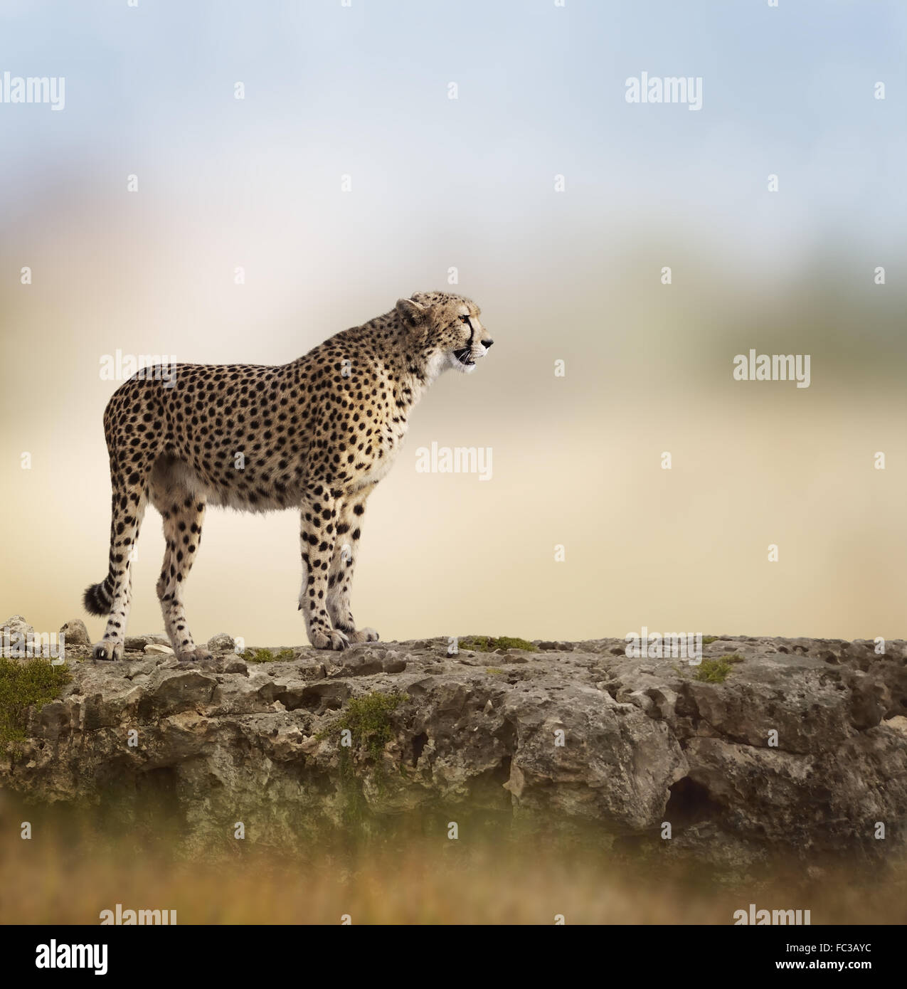 Cheetah brown hi-res stock photography and images - Alamy