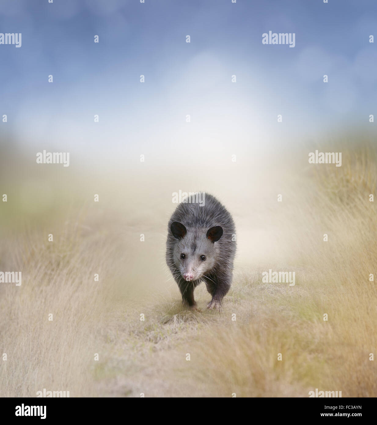 Gray opossum hi-res stock photography and images - Alamy