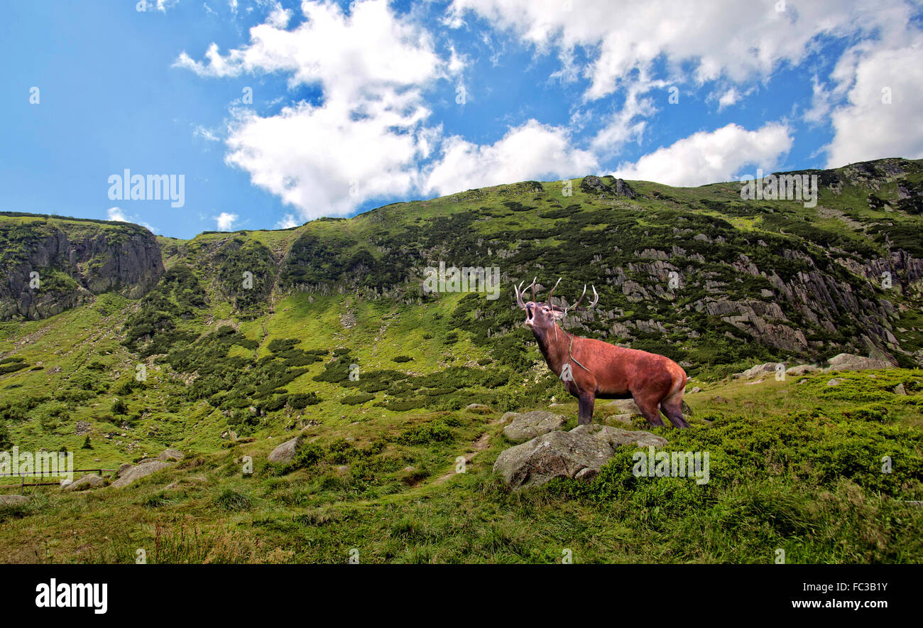 Red deer bellowing in the mountains Stock Photo - Alamy
