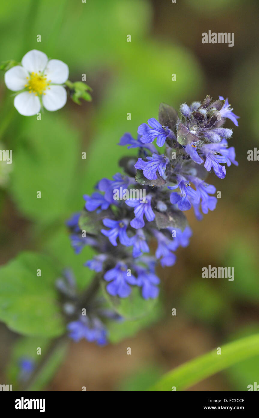 Wundkrut hi-res stock photography and images - Alamy