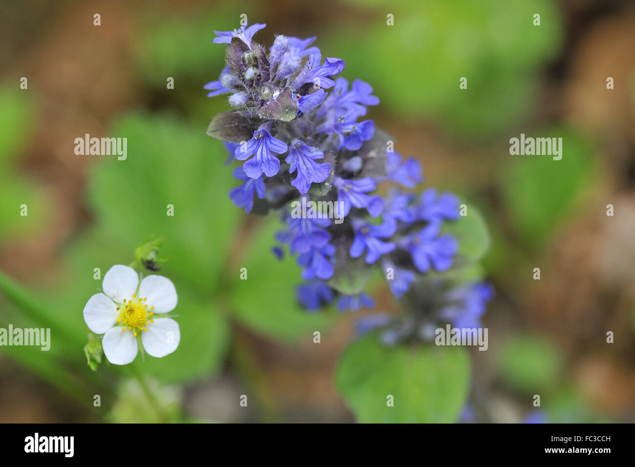 Natural bugle hi-res stock photography and images - Alamy