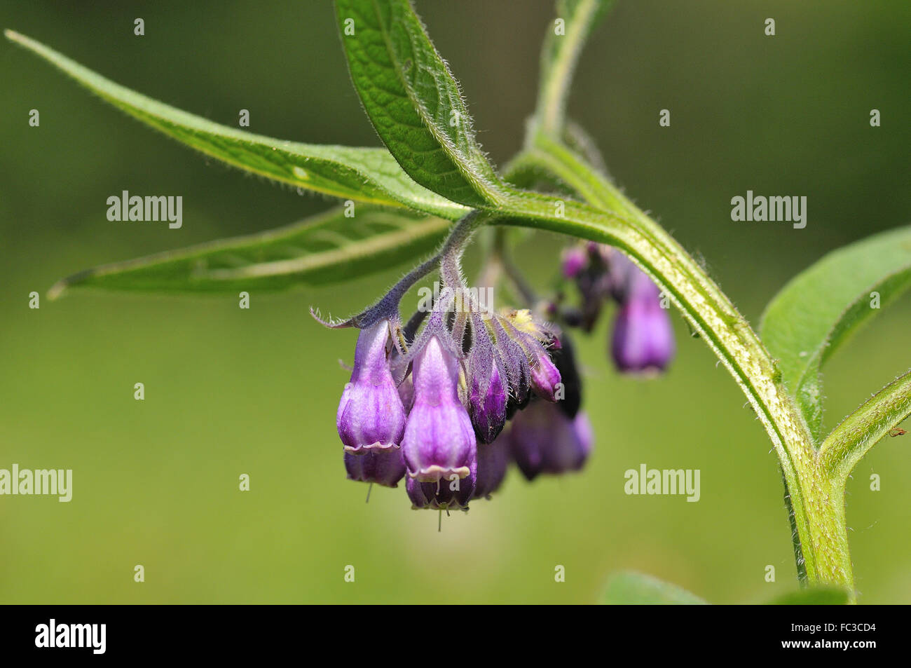 Comfrey blossoms hi-res stock photography and images - Alamy