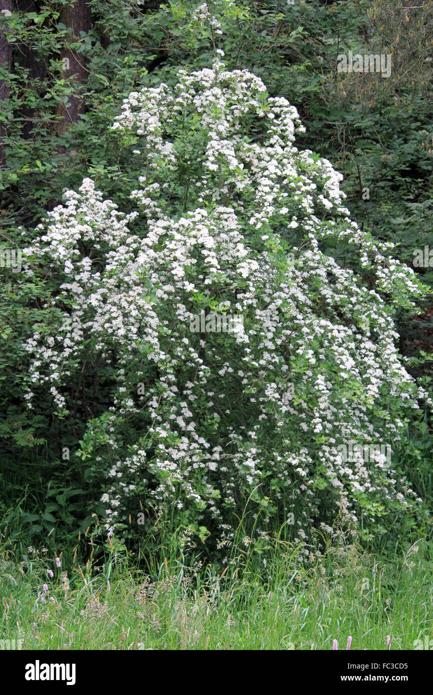 Whitethorn Tree Stock Photos & Whitethorn Tree Stock Images - Alamy