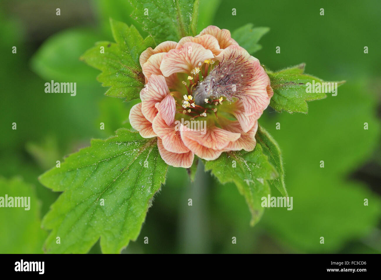 Bach avens hi-res stock photography and images - Alamy