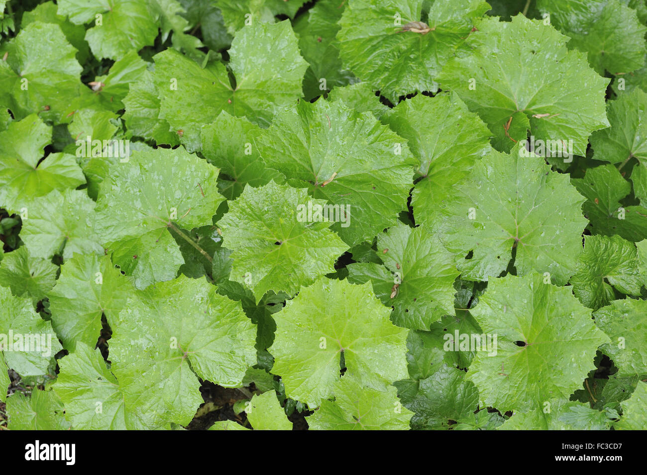 Common Butterbur Petasites Hybridus Asteraceae High Resolution Stock ...