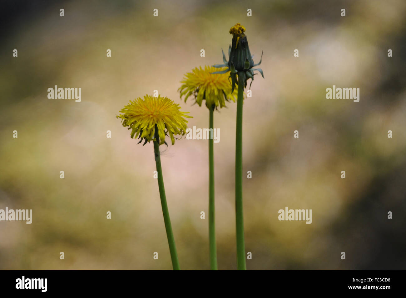 Pust flower hi-res stock photography and images - Alamy