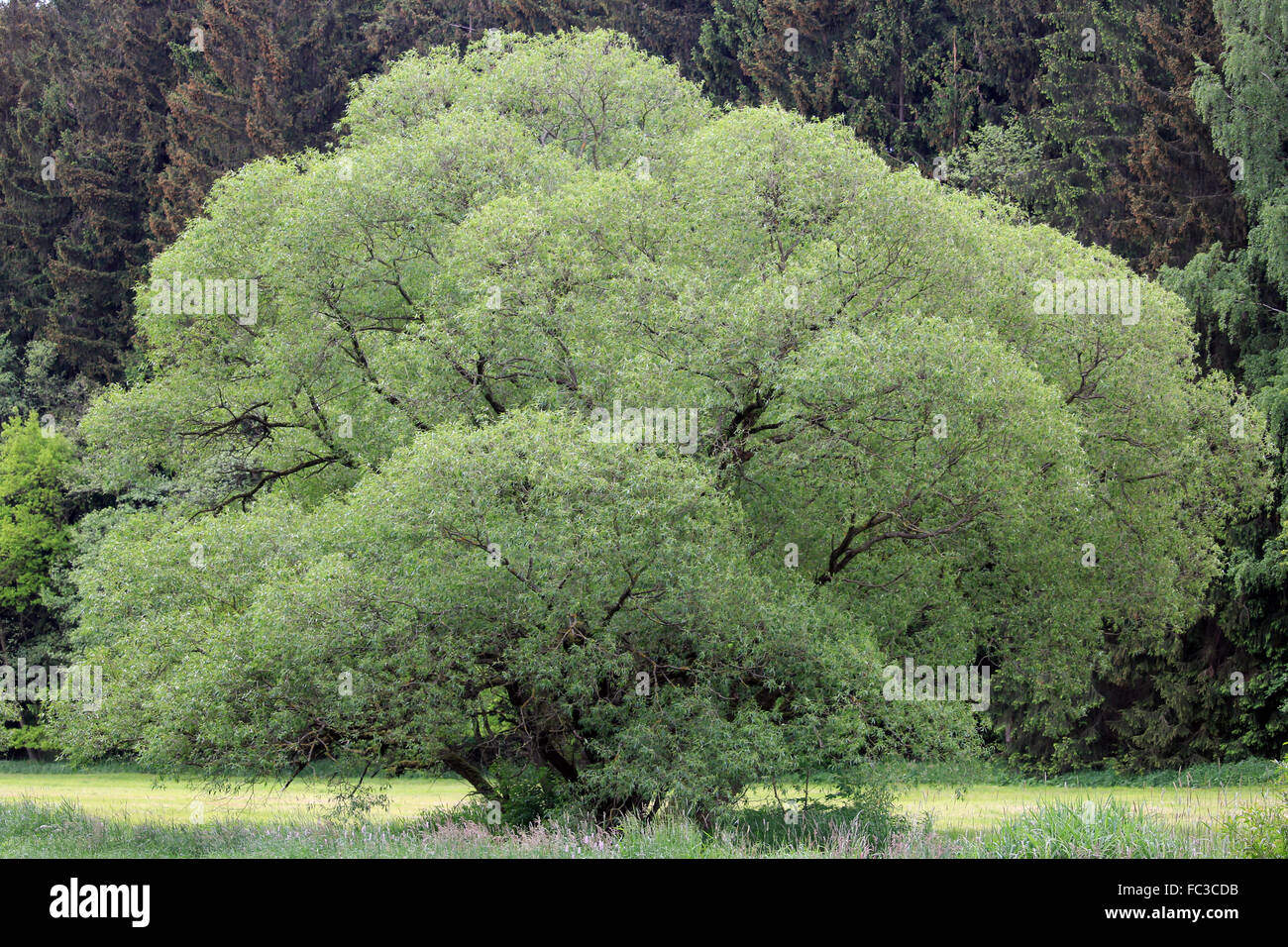 Sallows hi-res stock photography and images - Alamy