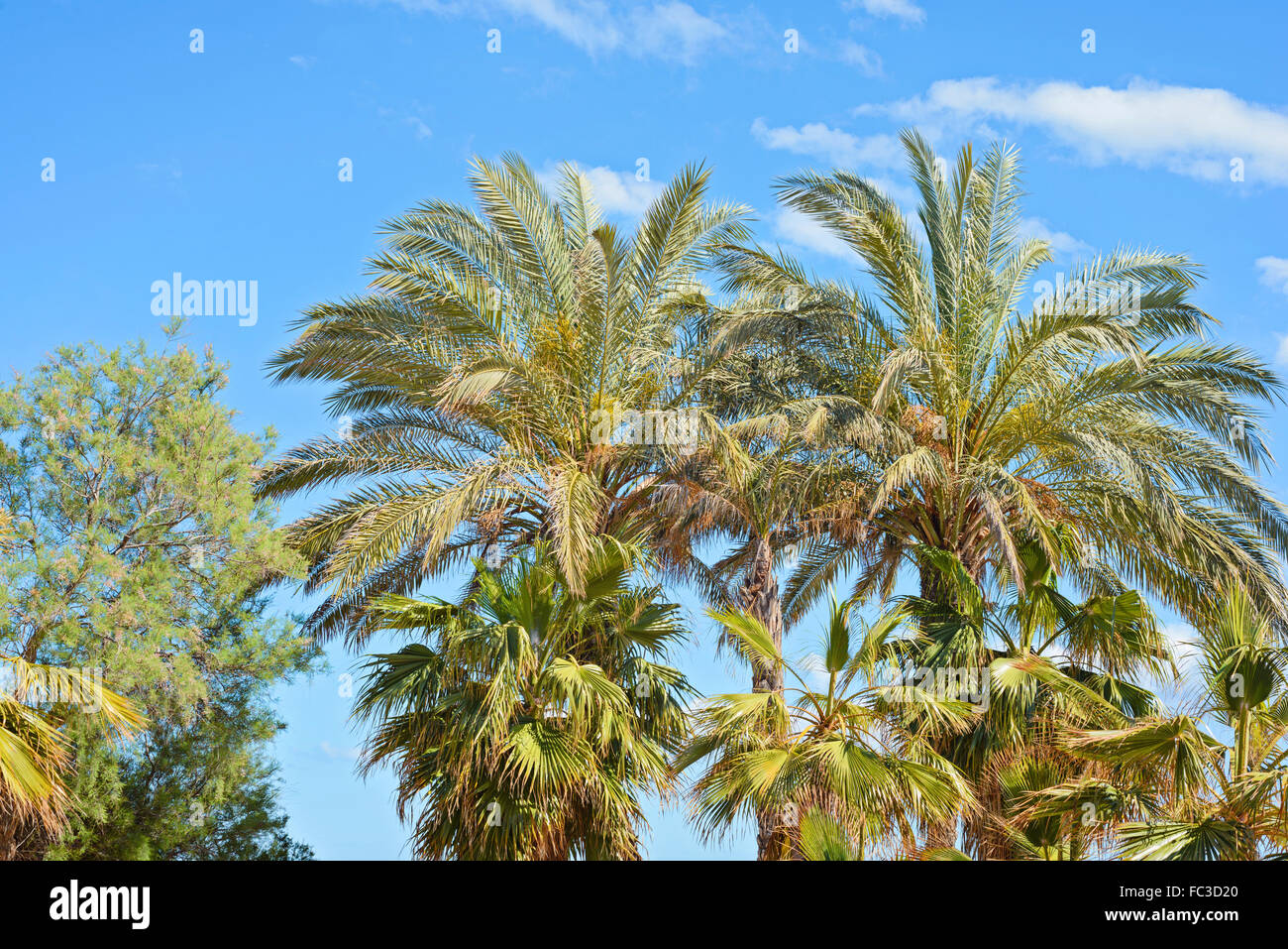 Sunny tree tops hi-res stock photography and images - Alamy