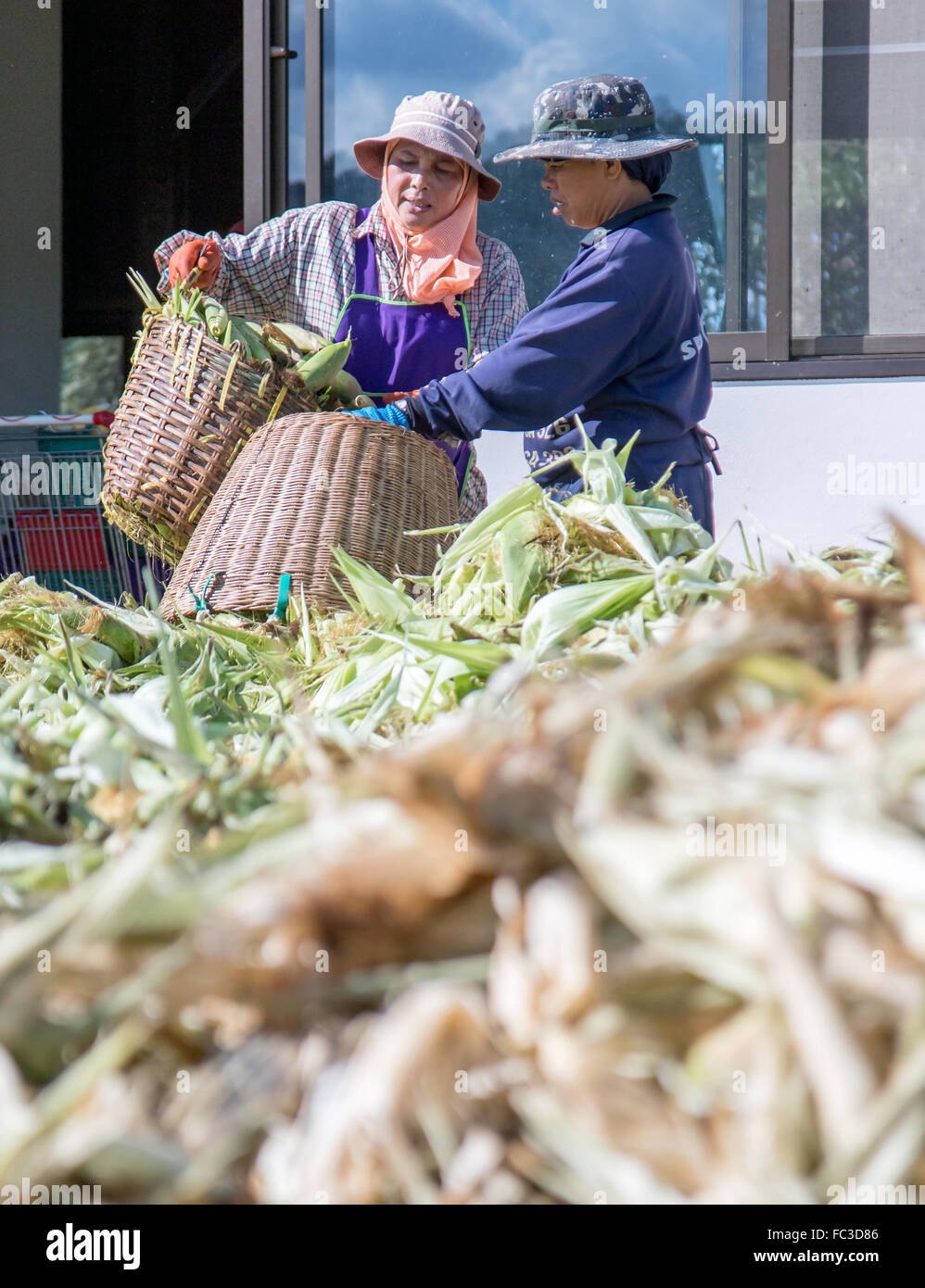 Farmers working with corn Stock Photo - Alamy