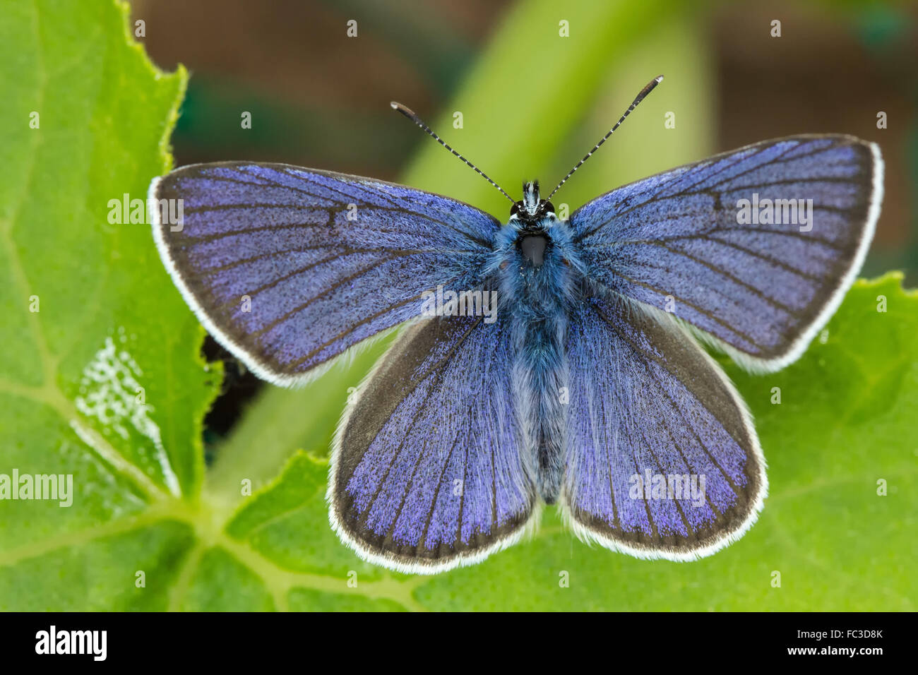Mazarine blue butterfly hi-res stock photography and images - Alamy