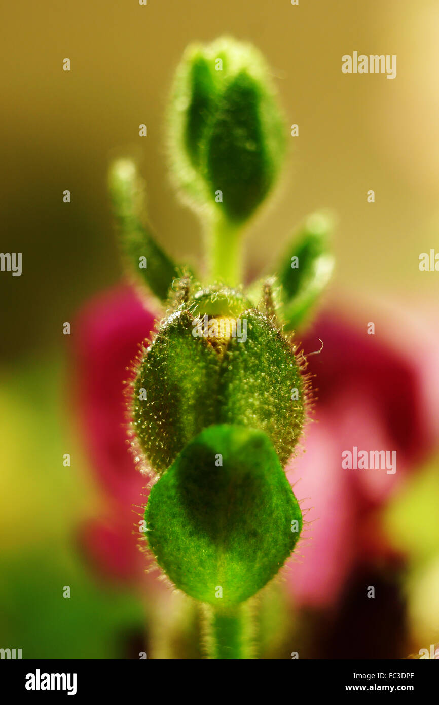 Buds of Snapdragon - detail Stock Photo - Alamy