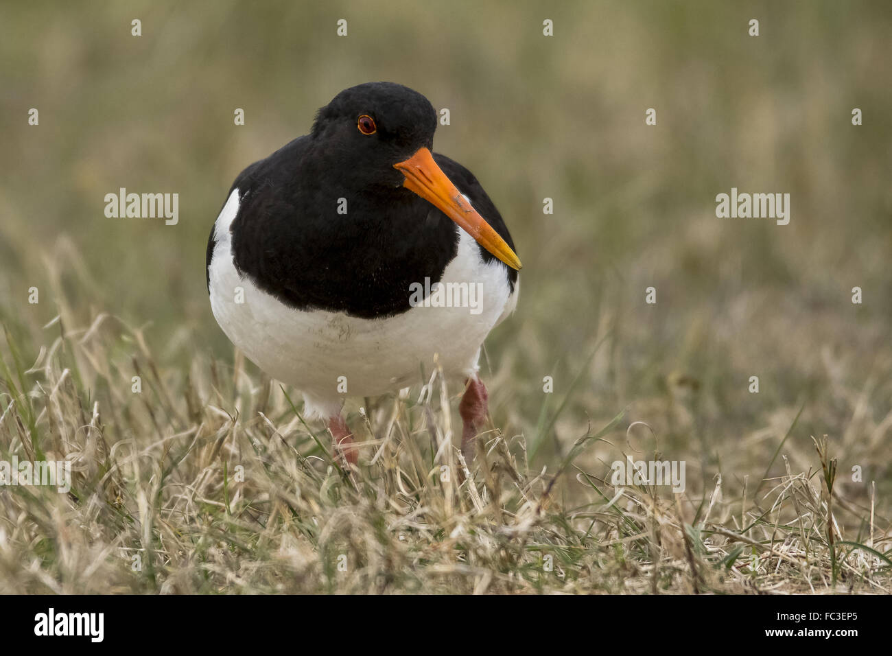 Spout musszle hi-res stock photography and images - Alamy