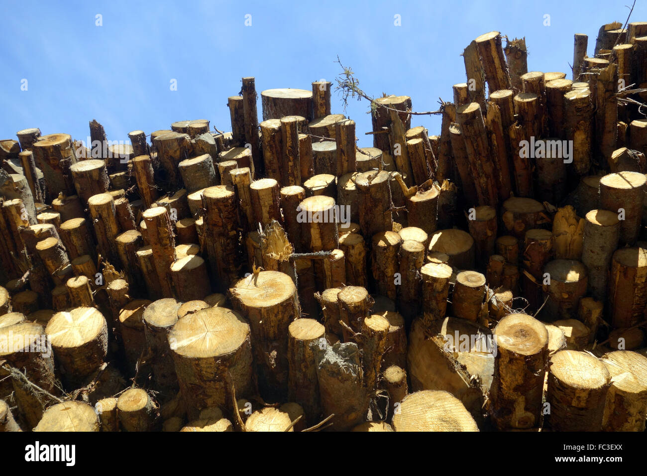 Waldrodung hi-res stock photography and images - Alamy