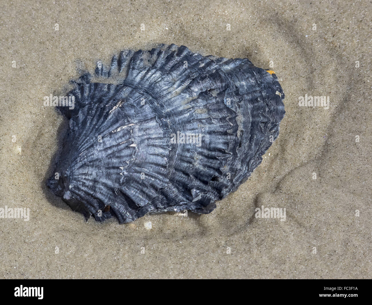 Struktur shell hi-res stock photography and images - Alamy